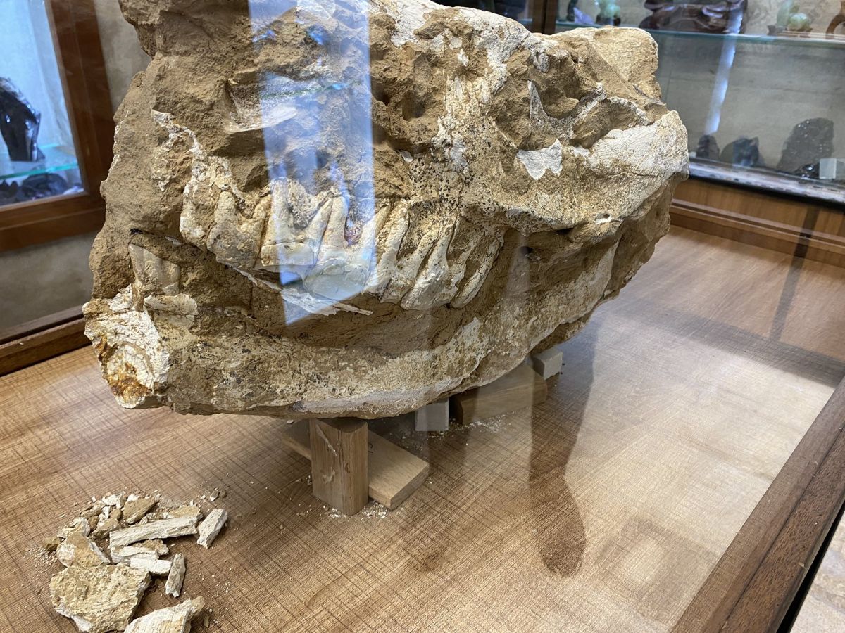 Field Trip to Rocks and Gemstones Museum - Petroleum & Mining Department